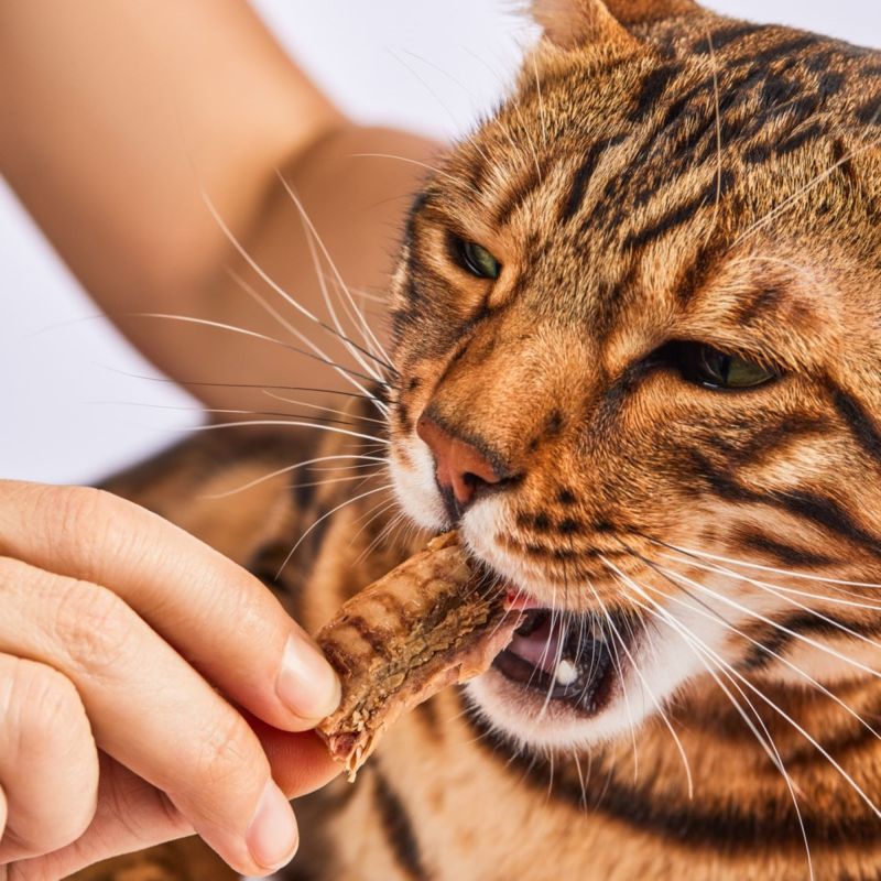 Filet-Sticks Thunfisch Premium-Qualität 20 x 22g | inpetto